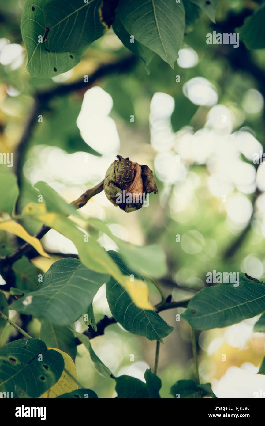 Walnut ripe on tree hi-res stock photography and images - Alamy