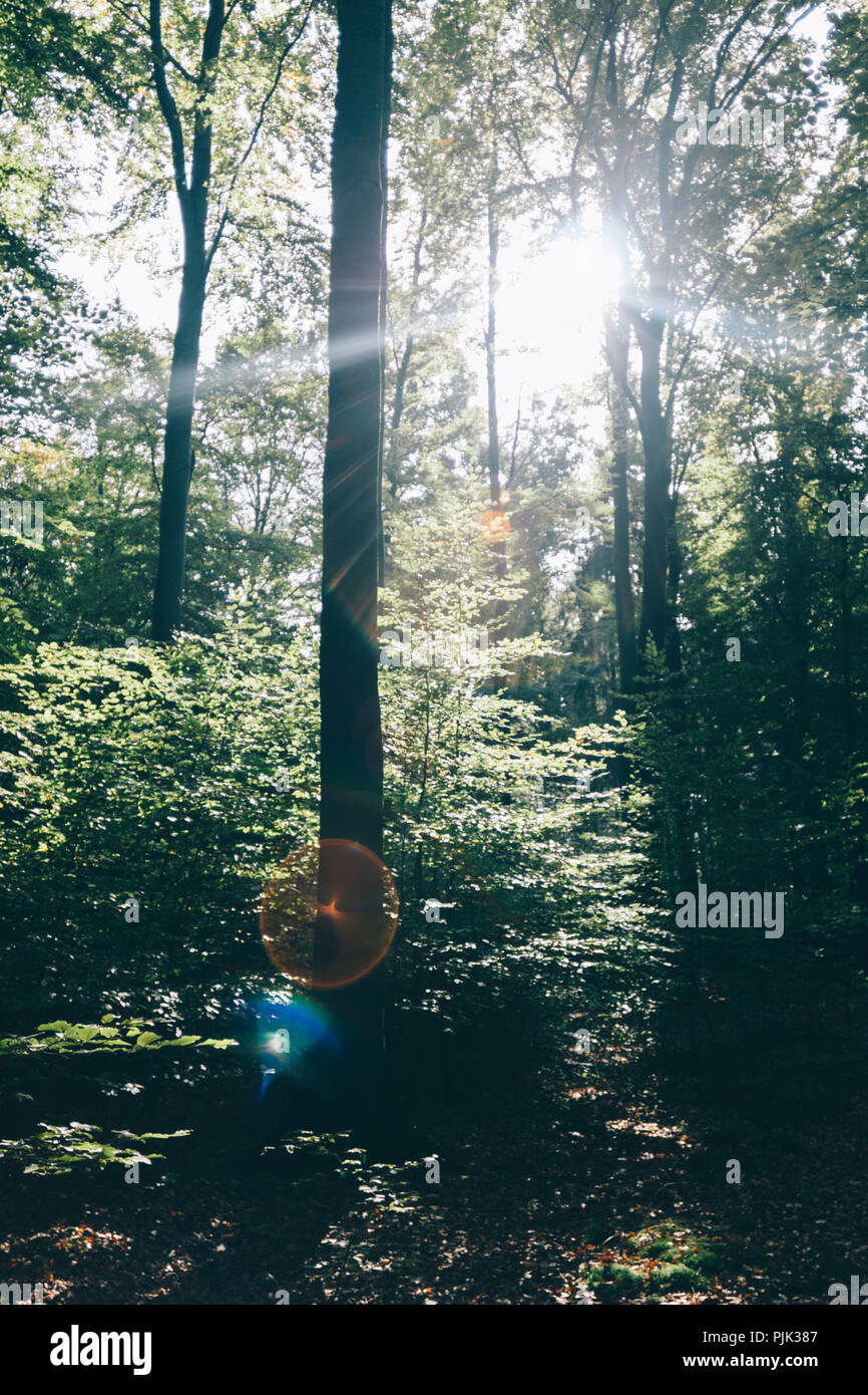 In the deciduous forest hi-res stock photography and images - Alamy