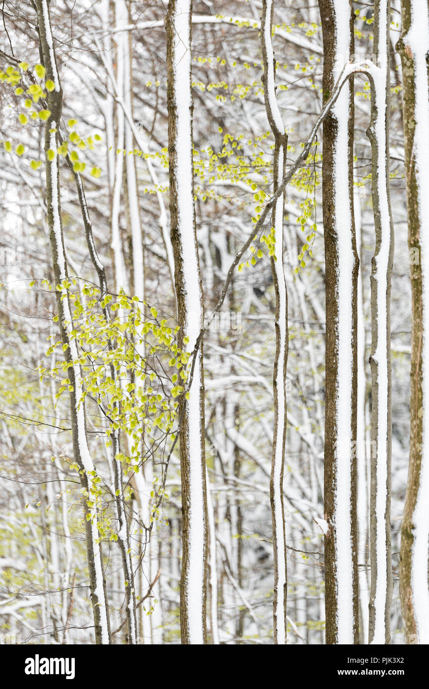 Fresh green of a beech forest in the last snow of spring Stock Photo ...