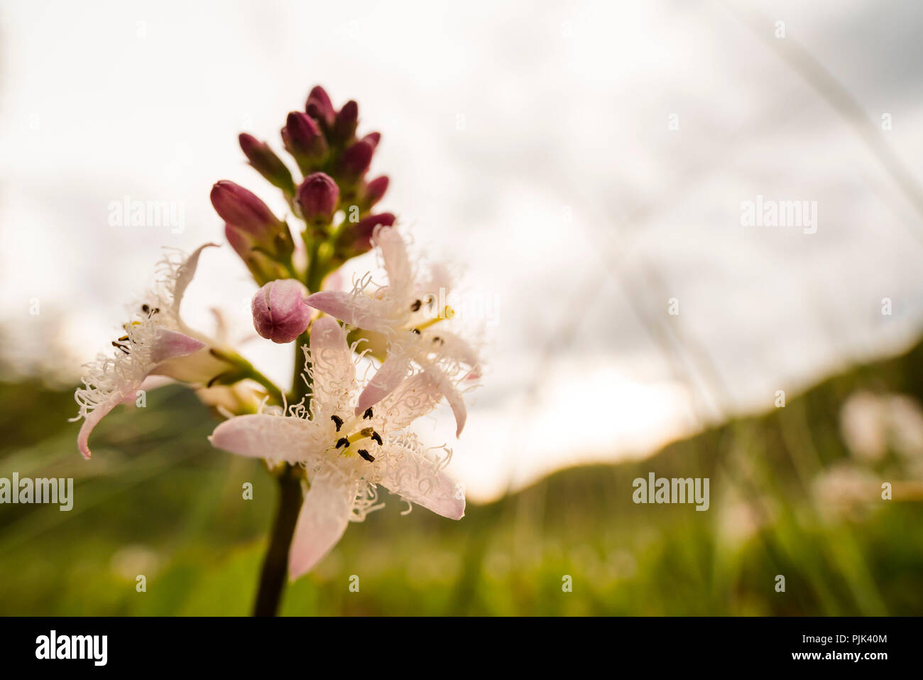 Buckbean plant hi-res stock photography and images - Alamy
