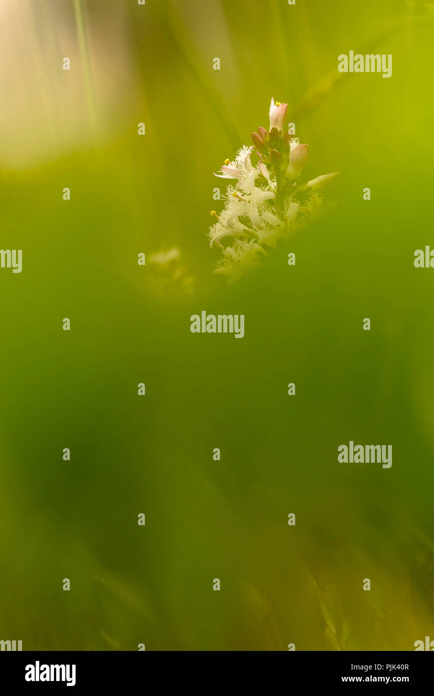 Buckbean plant hi-res stock photography and images - Alamy