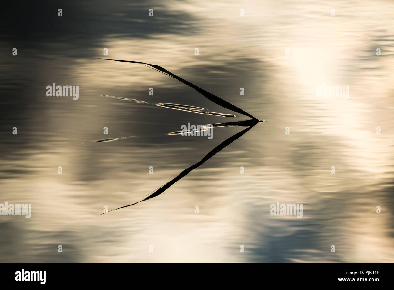 Reeds, water surface, reflection in backlight Stock Photo - Alamy