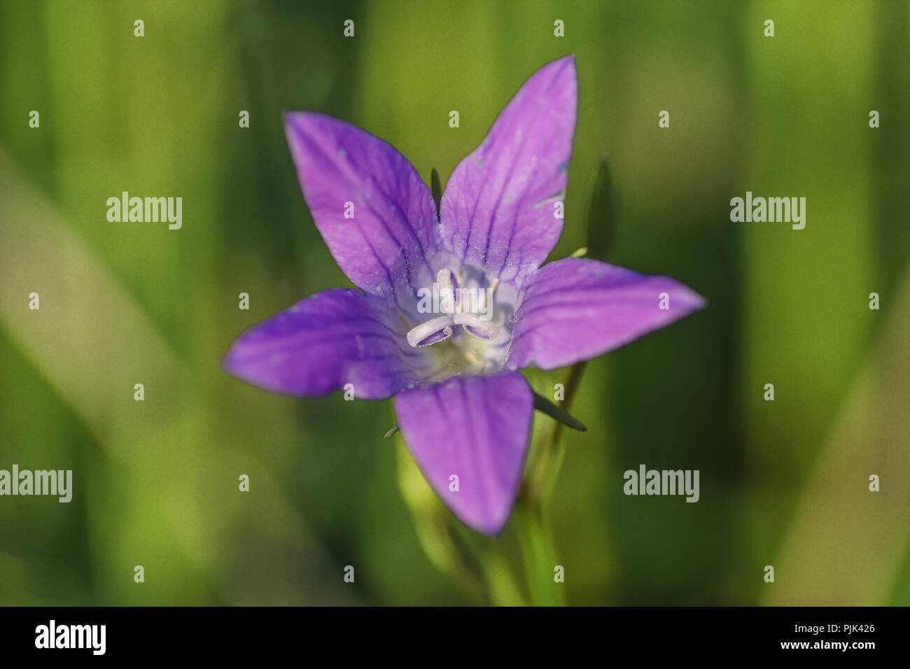 Spreading bellflower, Campanula patula, , view into the blossom ...