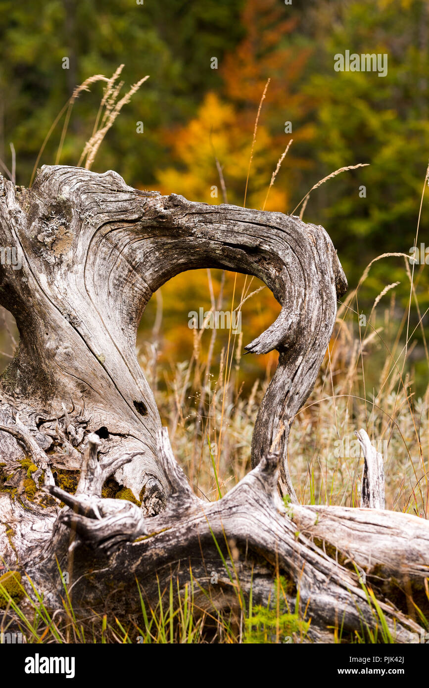 Dead root wood of a maple tree in the streambed of the Isar, in the ...