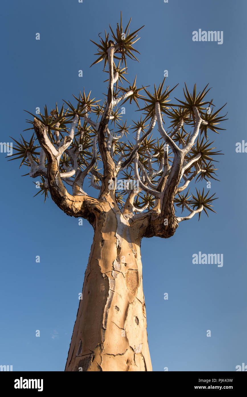 Quiver tree in the quiver tree forest / 'Giant's playground' near ...