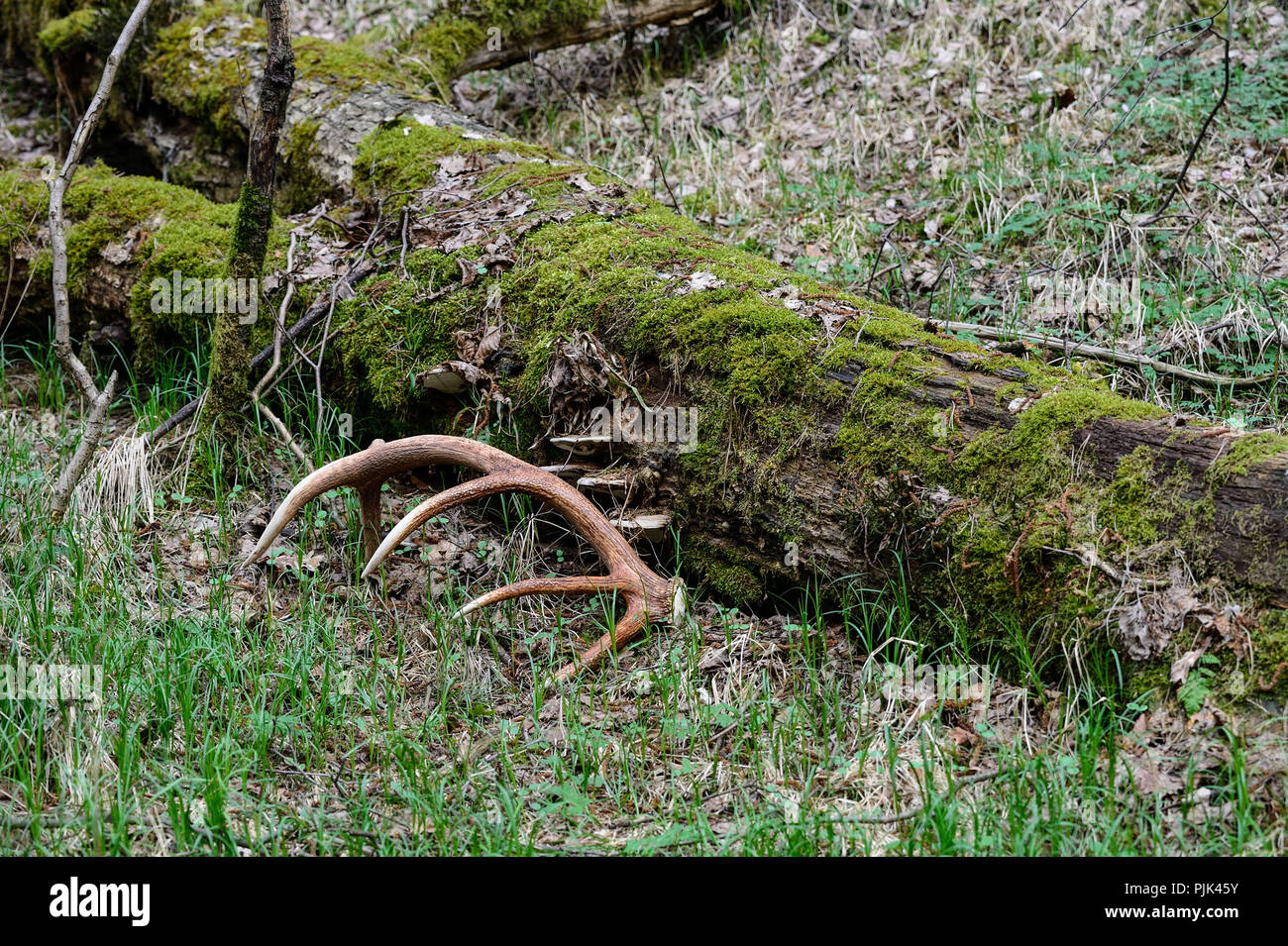 Deer antler shed hi-res stock photography and images - Alamy
