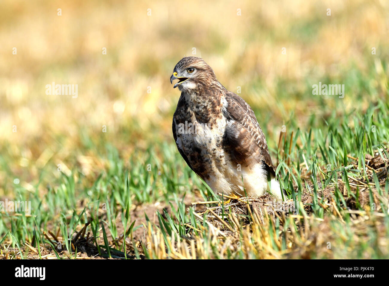 Young buzzard hi-res stock photography and images - Alamy
