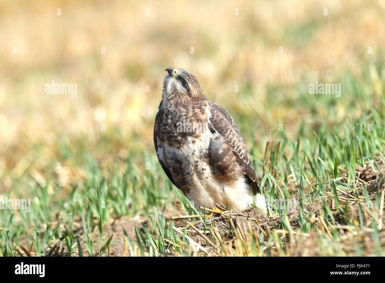 Young buzzard hi-res stock photography and images - Alamy