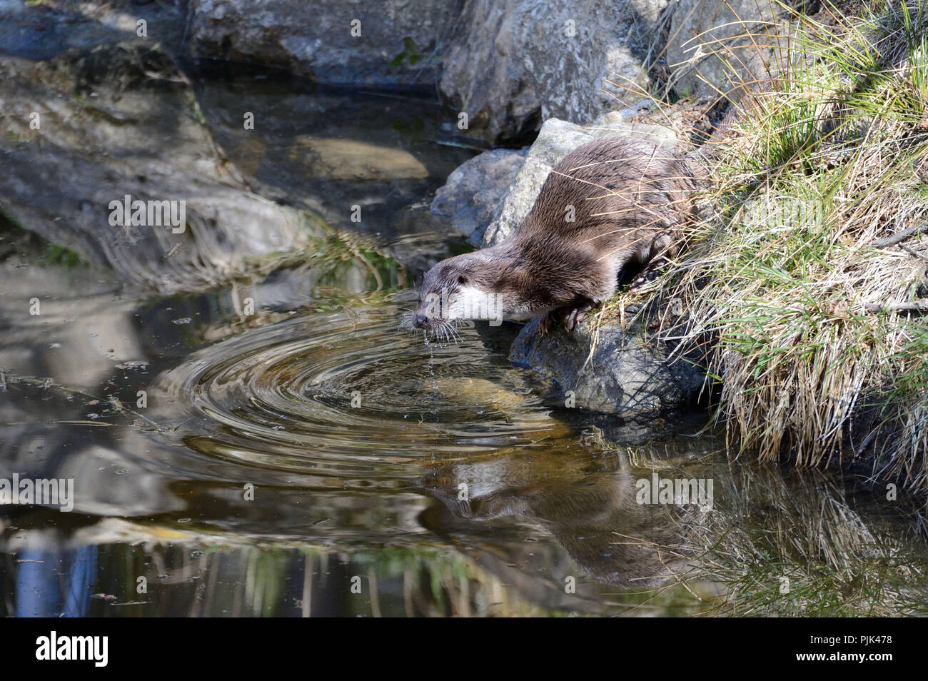 Indigene animal hi-res stock photography and images - Alamy