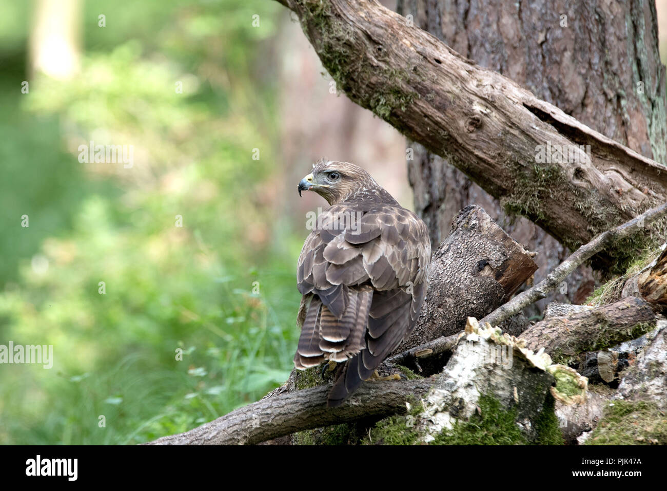 Indigene animal hi-res stock photography and images - Alamy