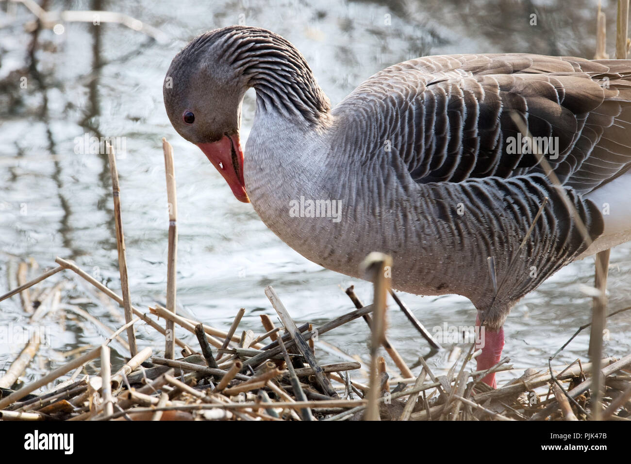 Nest Of Goose High Resolution Stock Photography and Images - Alamy