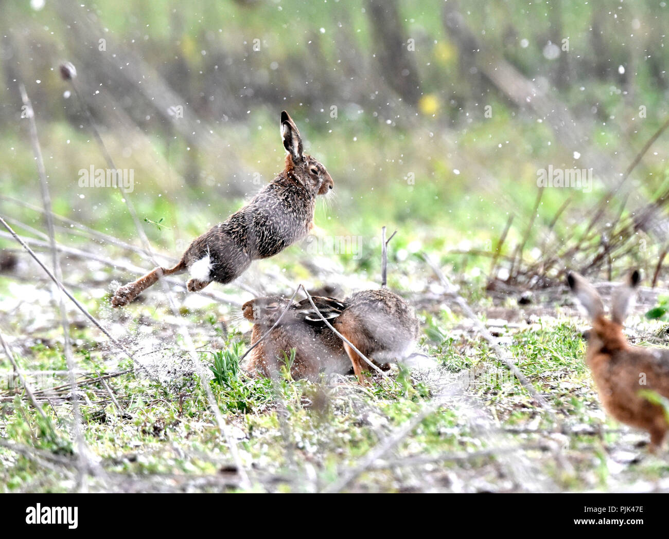 Pallas hare hi-res stock photography and images - Alamy
