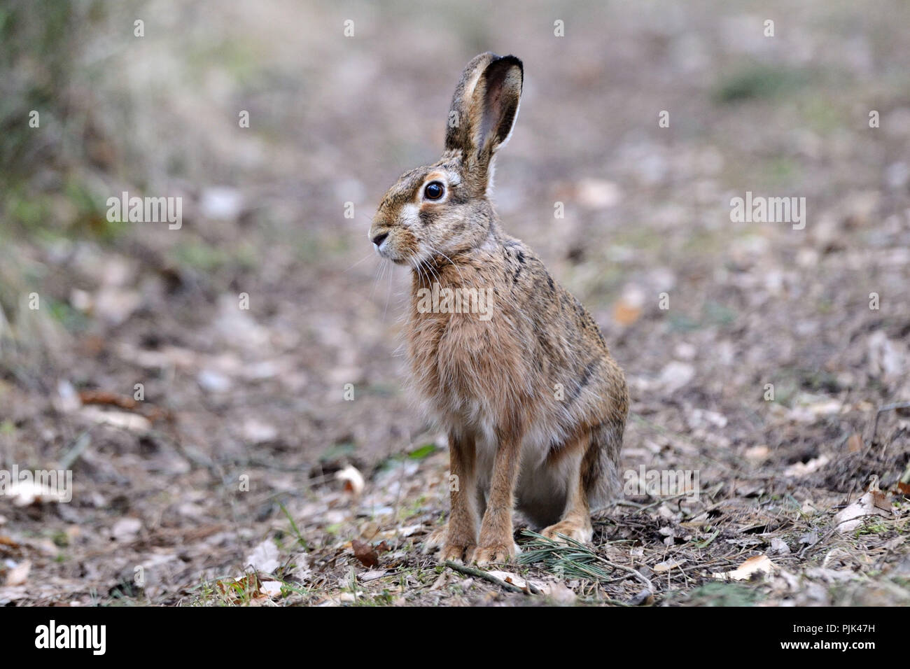 Pallas hare hi-res stock photography and images - Alamy