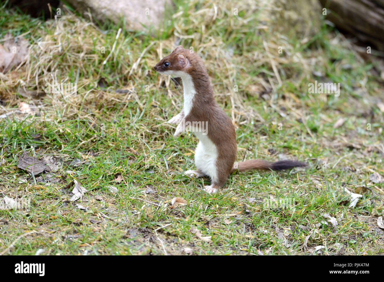 Stoat prey hi-res stock photography and images - Alamy