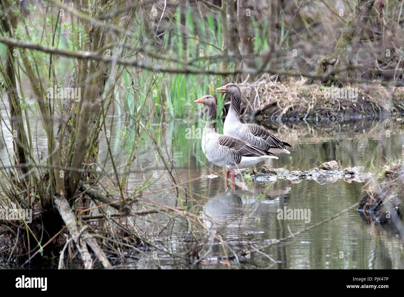 Spring geese hi-res stock photography and images - Alamy
