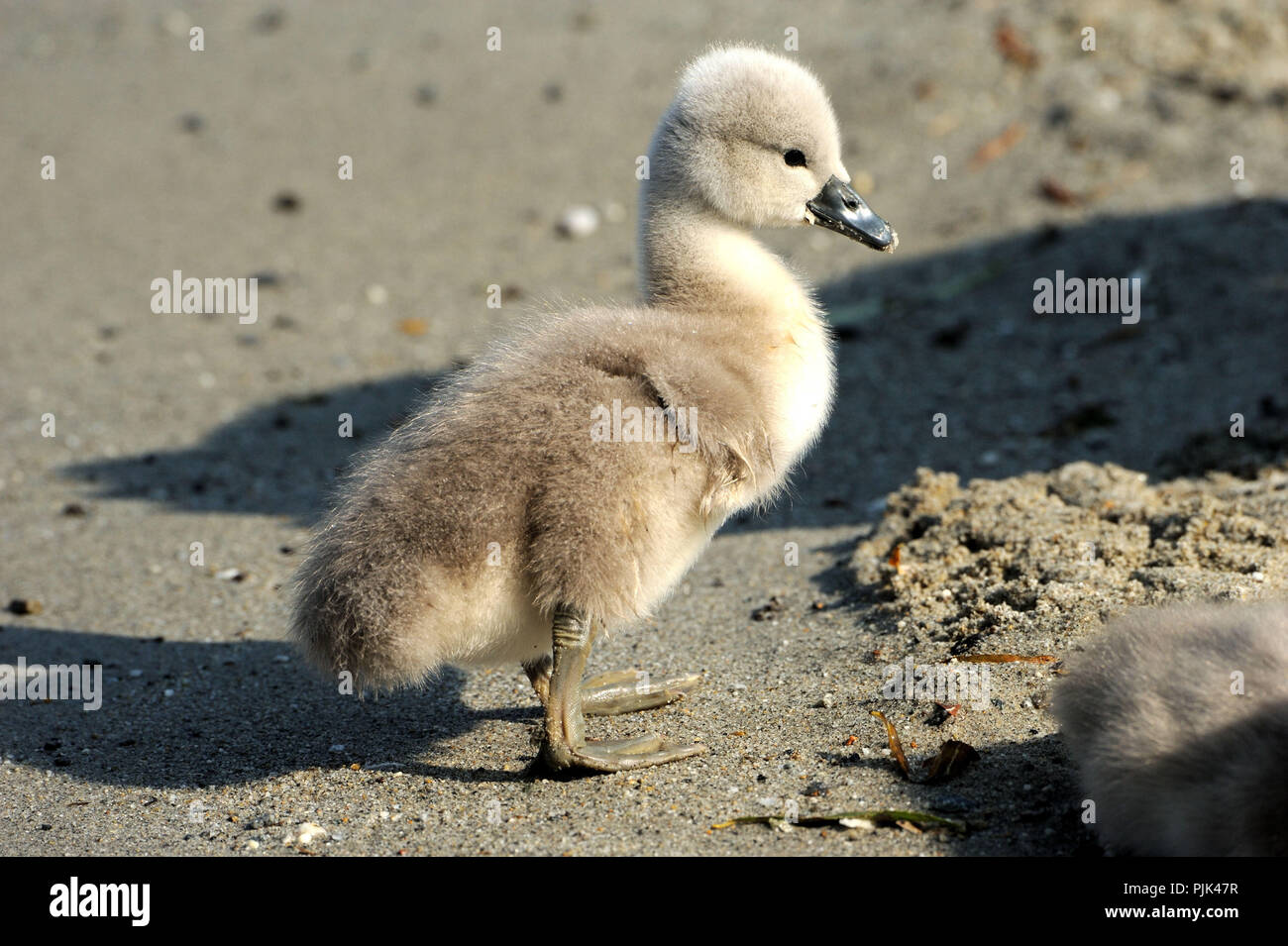 Mute swan chicks Stock Photo - Alamy