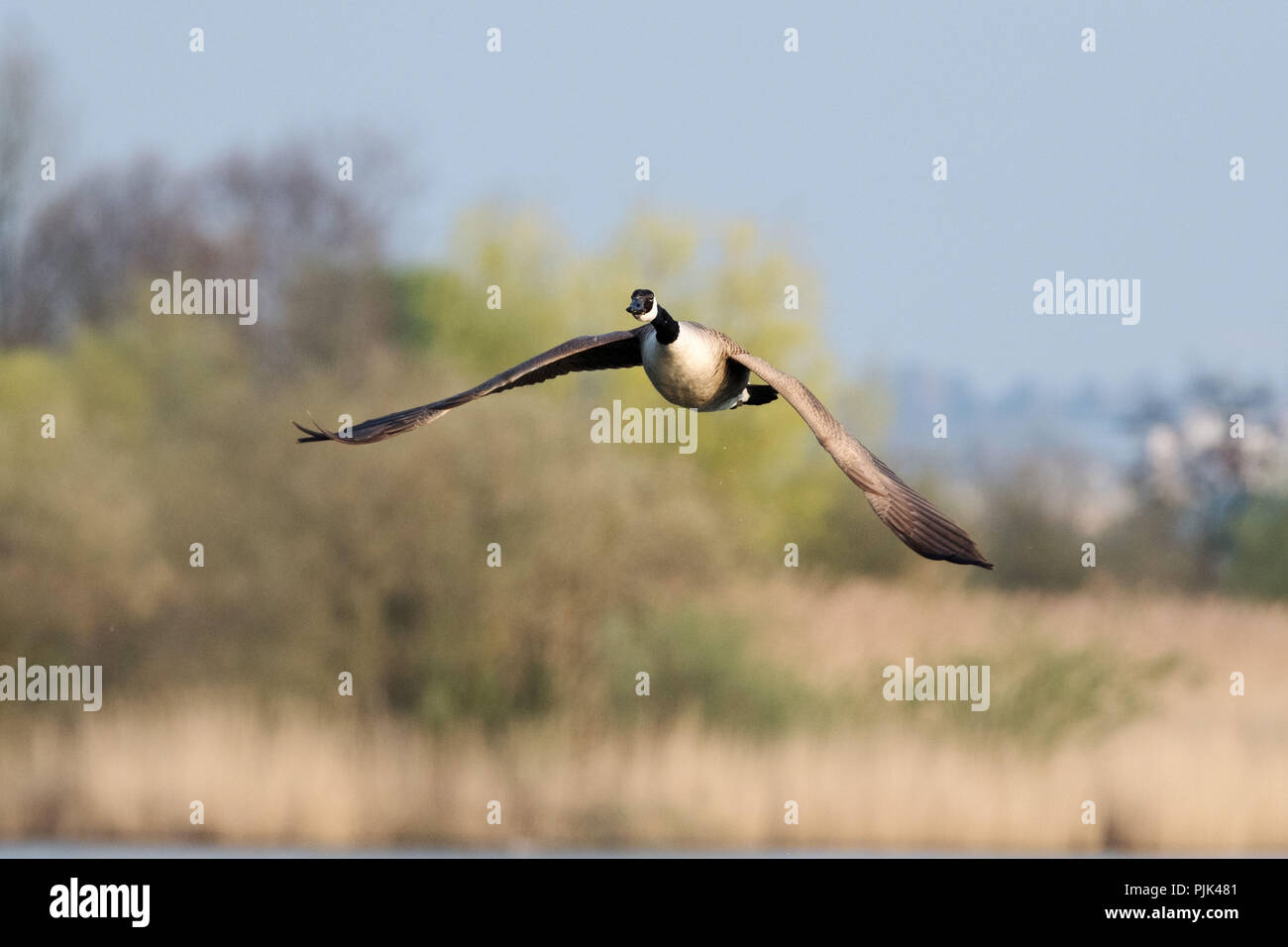 Goose in flight hi-res stock photography and images - Alamy