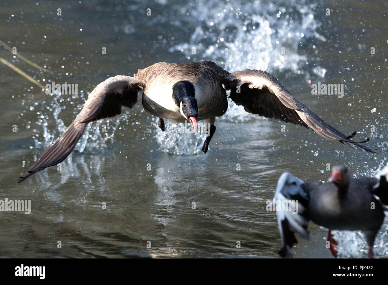 Attacking greylag goose hi-res stock photography and images - Alamy
