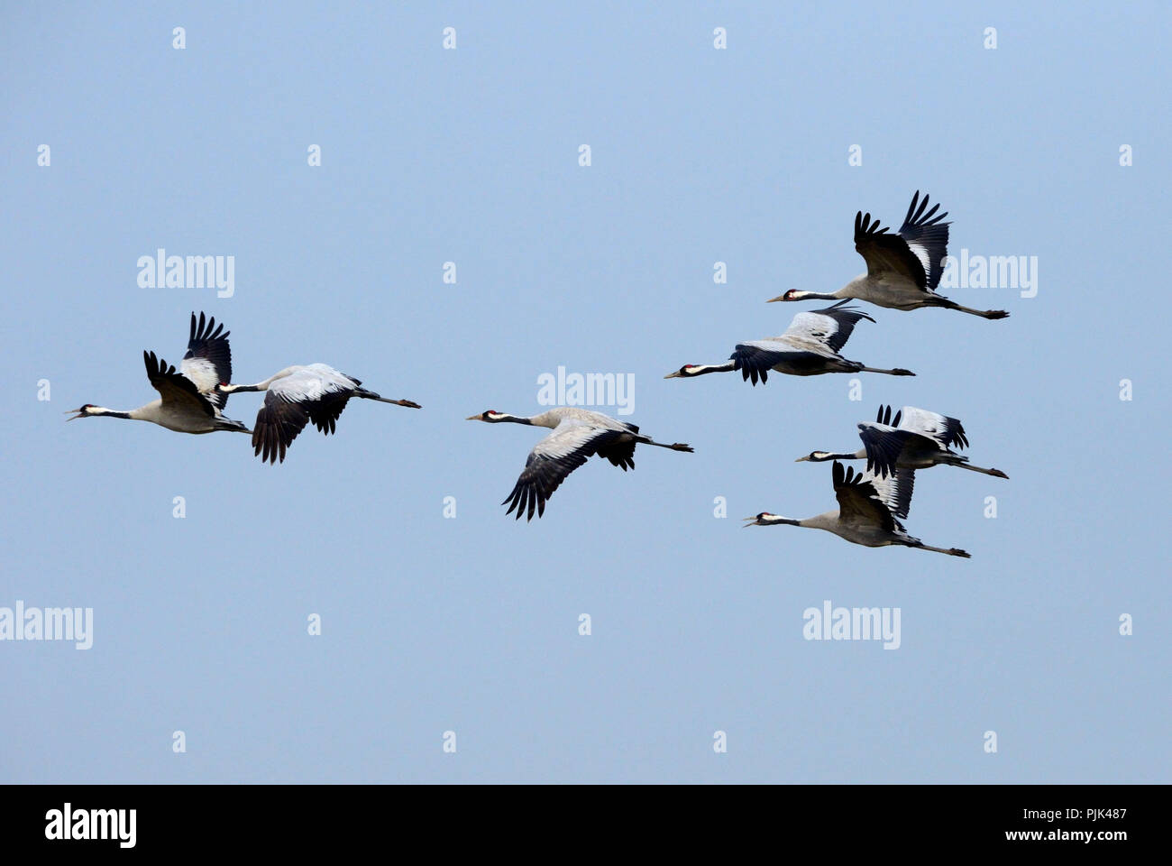 Cranes in flight Stock Photo - Alamy