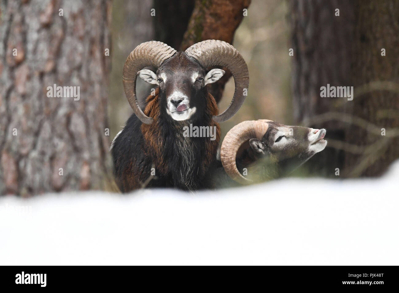 Mouflons hi-res stock photography and images - Alamy