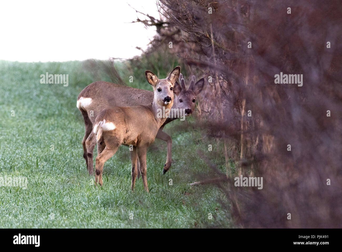 Deer changing coat hi-res stock photography and images - Alamy