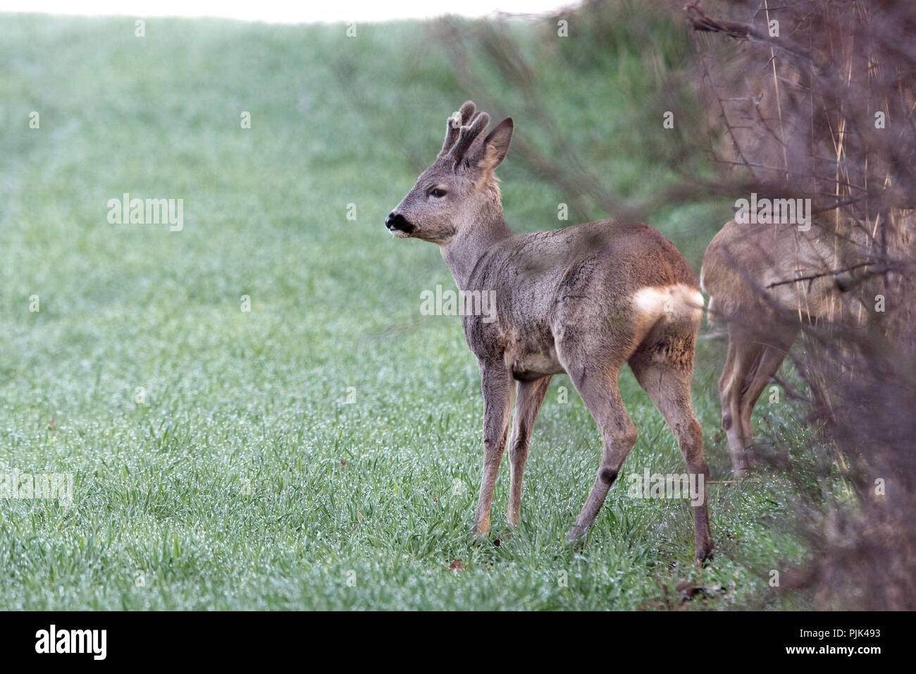 Deer changing coat hi-res stock photography and images - Alamy