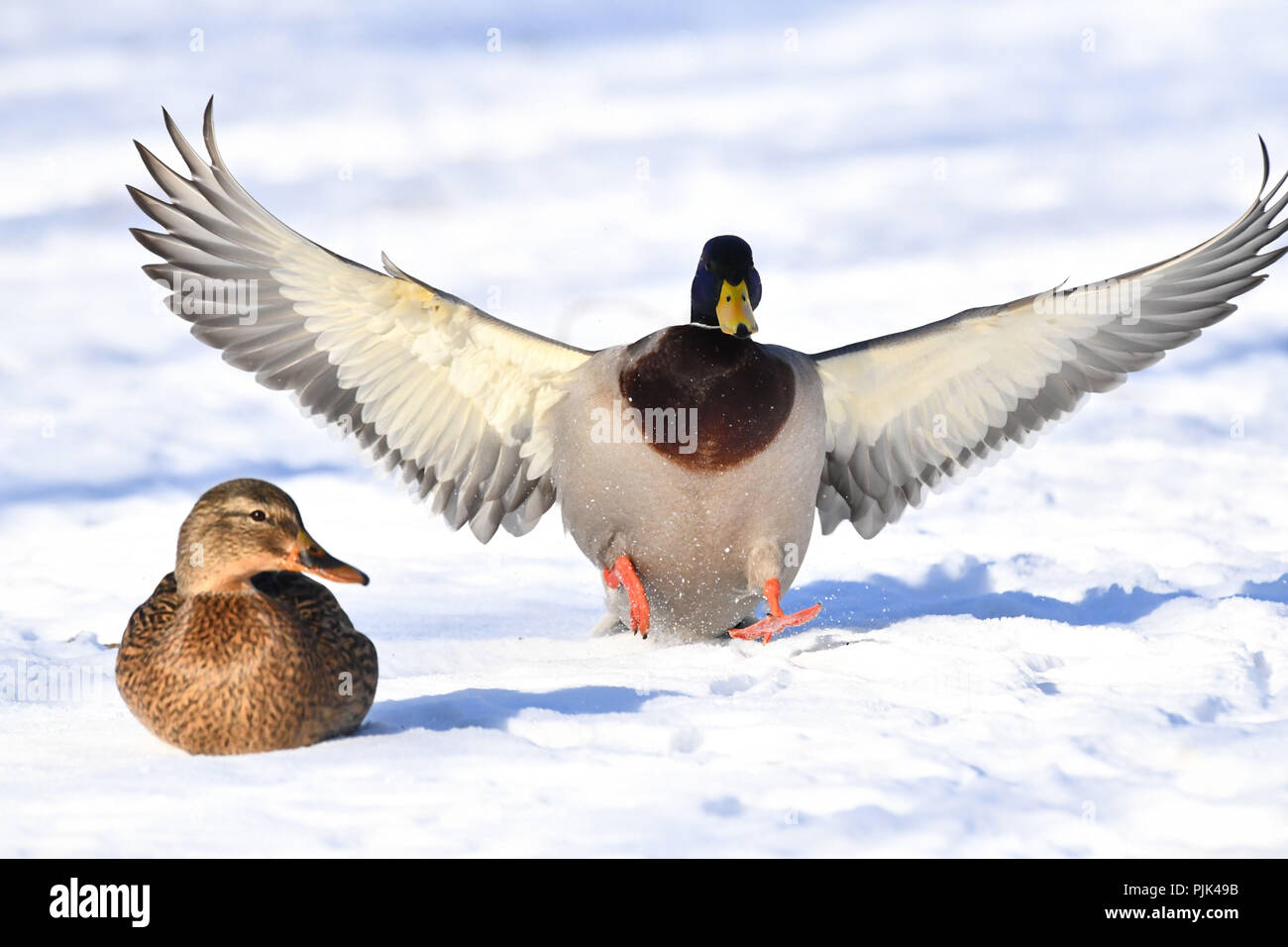 Mating season of mallards hi-res stock photography and images - Alamy