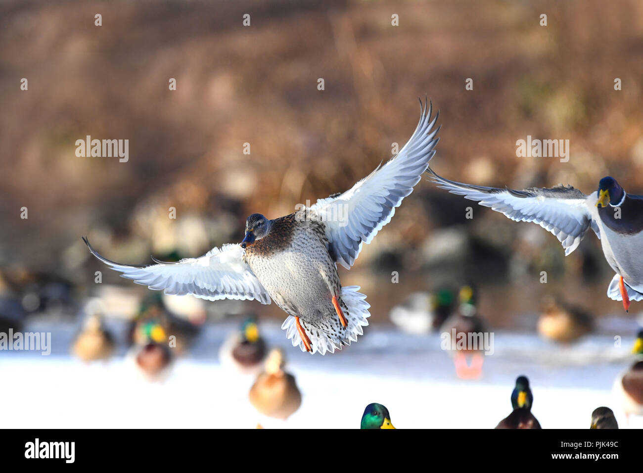 Mating season of mallards hi-res stock photography and images - Alamy