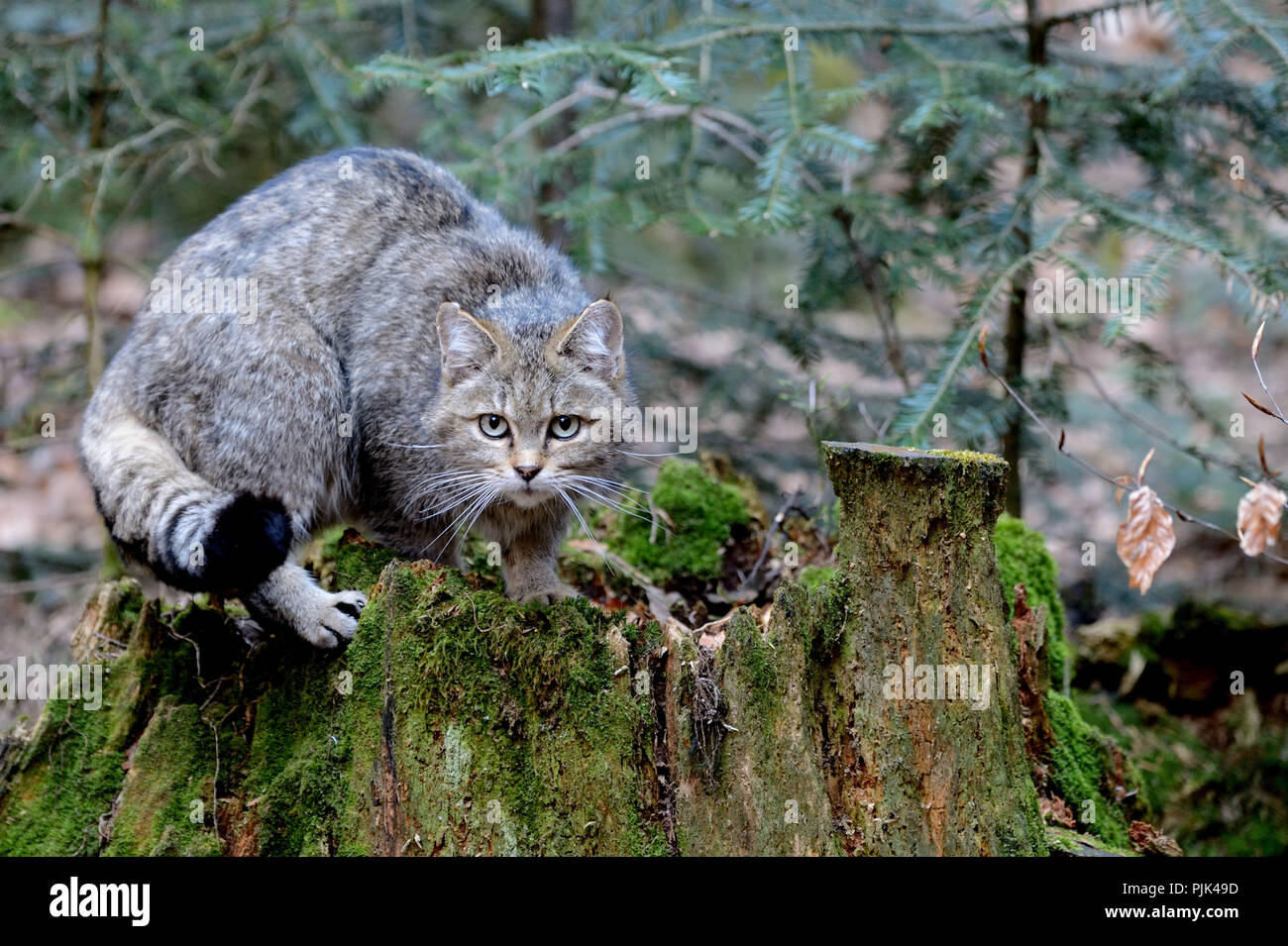 Wildcat predator game predator predators hi-res stock photography and ...