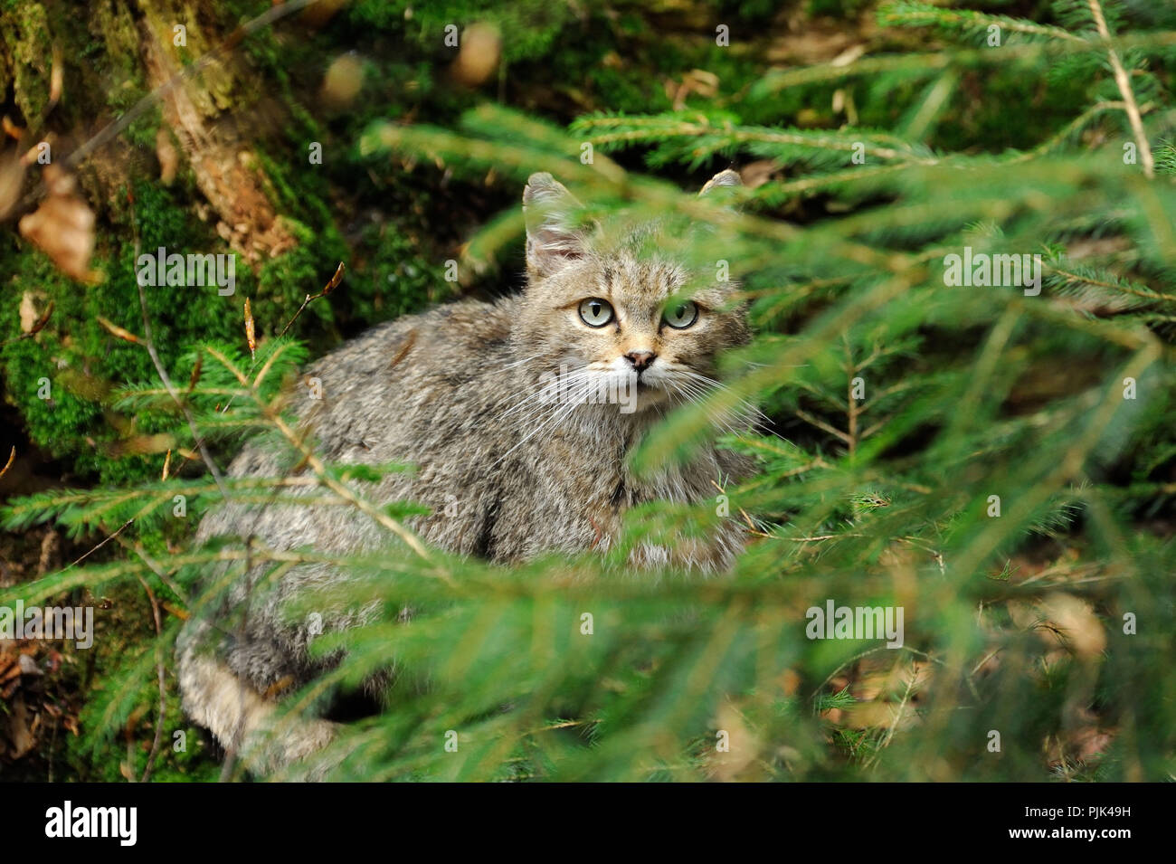 Wildcat predator game predator predators hi-res stock photography and ...