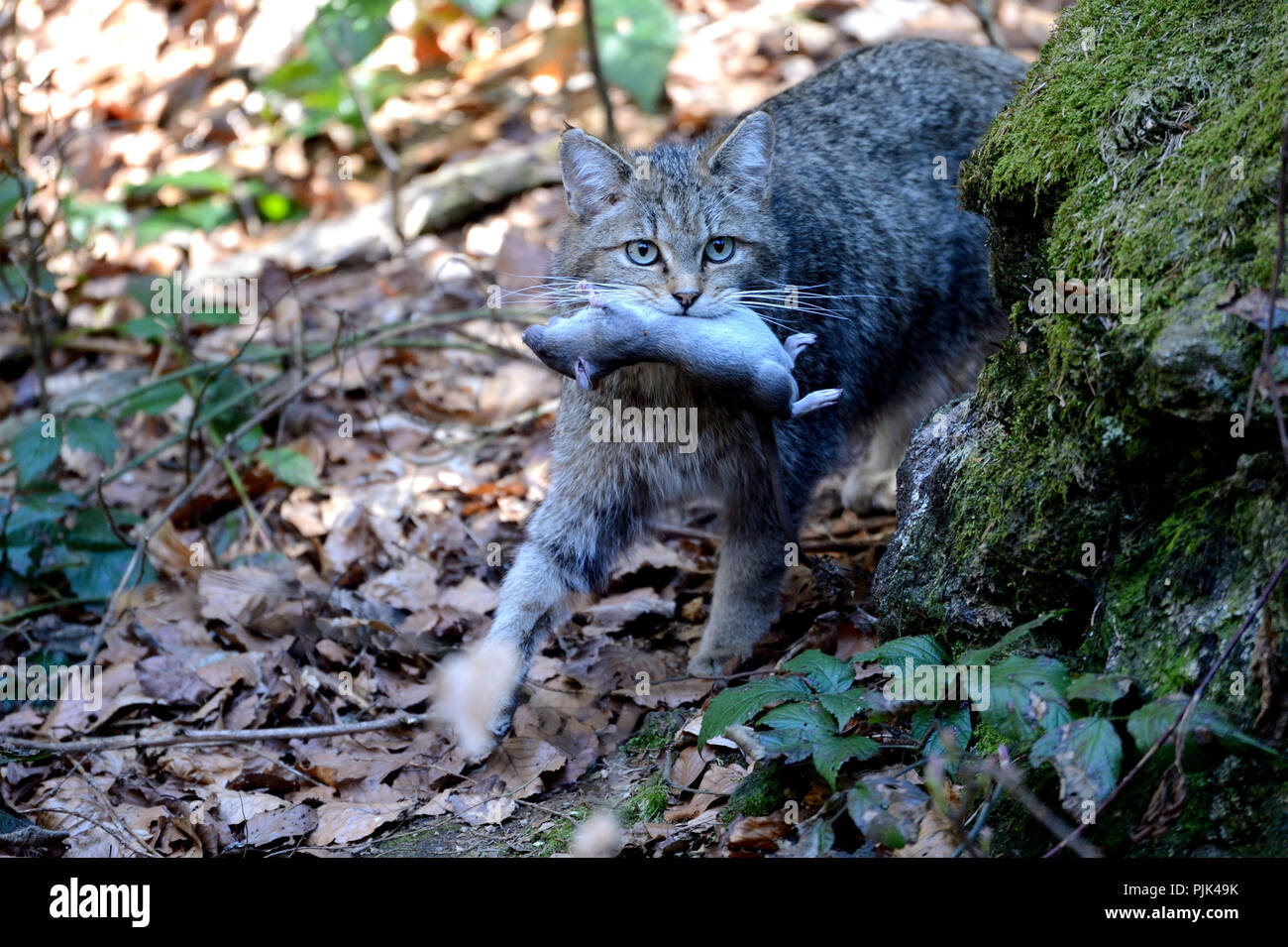 Wildcat predator game predator predators hi-res stock photography and ...