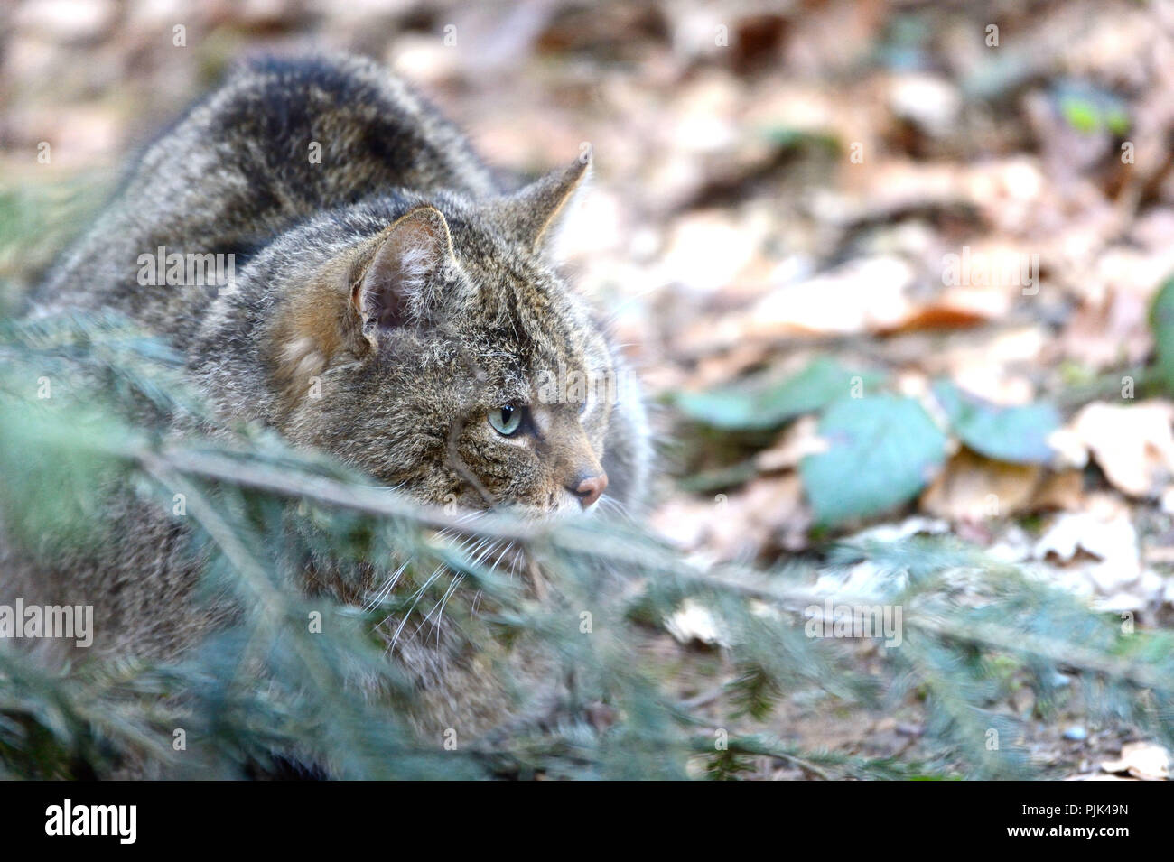 Wildcat predator game predator predators hi-res stock photography and ...