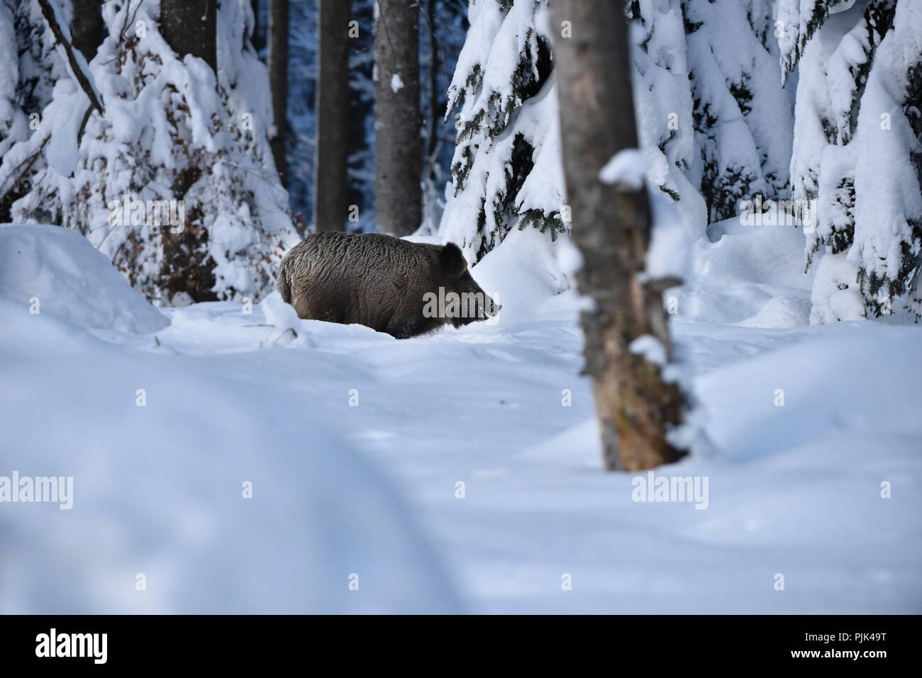 Wild boar in winter Stock Photo - Alamy