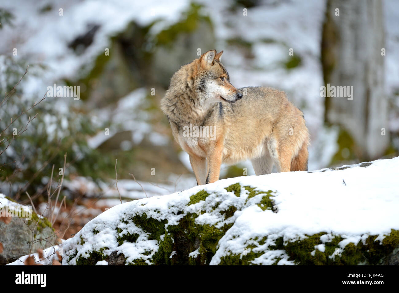 Wolves in hi-res stock photography and images - Alamy