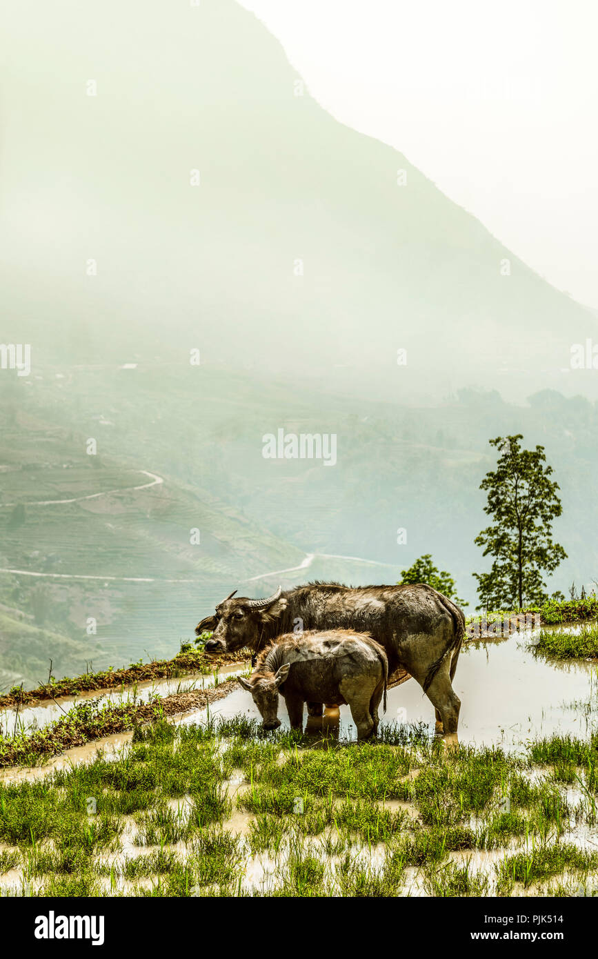 Asia, Southeast Asia, North Vietnam, Vietnam, Sapa, mountains ...