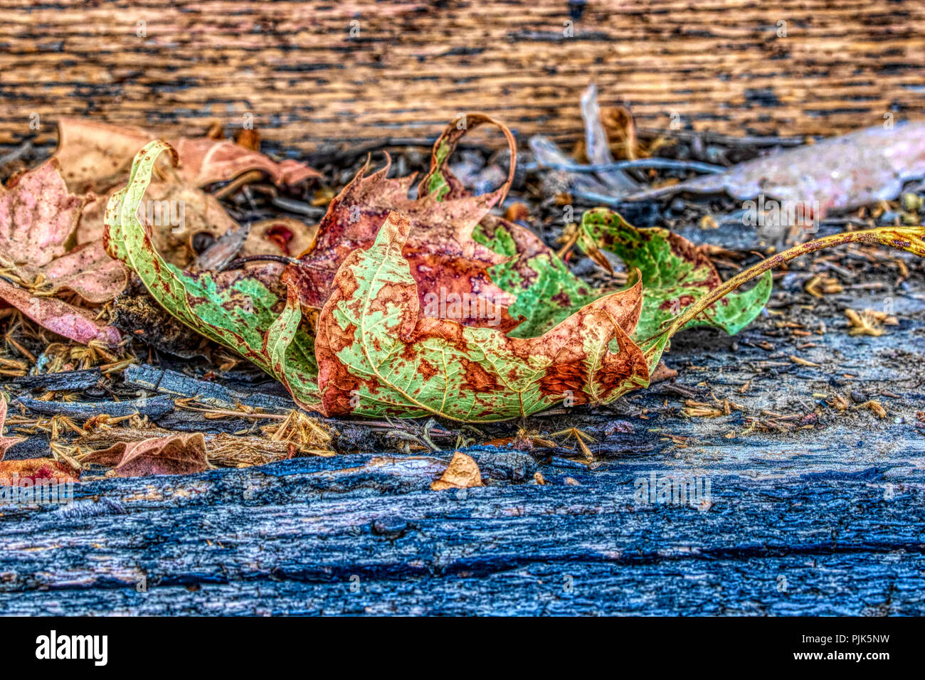 An abstract photograph of a Fallen Leaf Stock Photo - Alamy