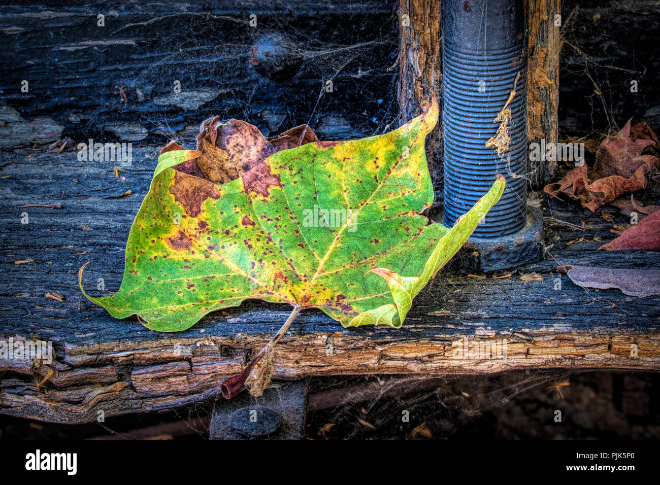 An abstract photograph of a Fallen Leaf Stock Photo - Alamy