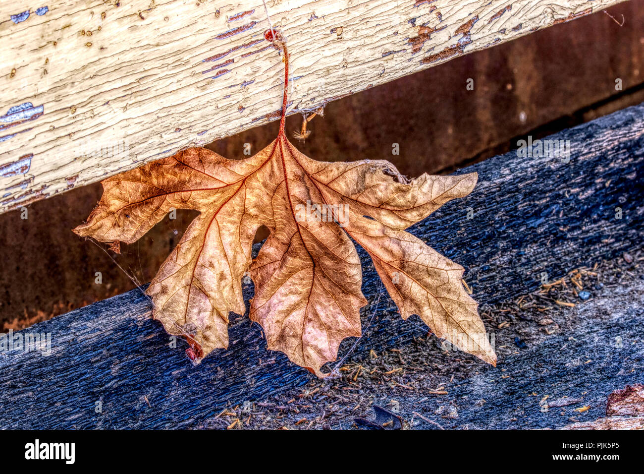 An abstract photograph of a Fallen Leaf Stock Photo - Alamy