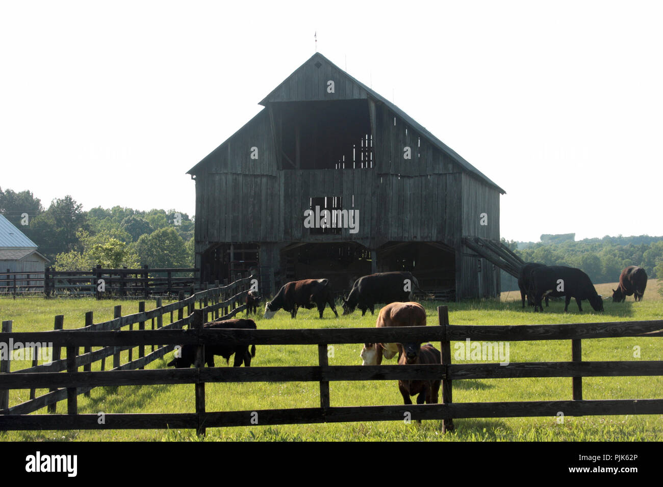 Cattle farm and barn Stock Photo - Alamy