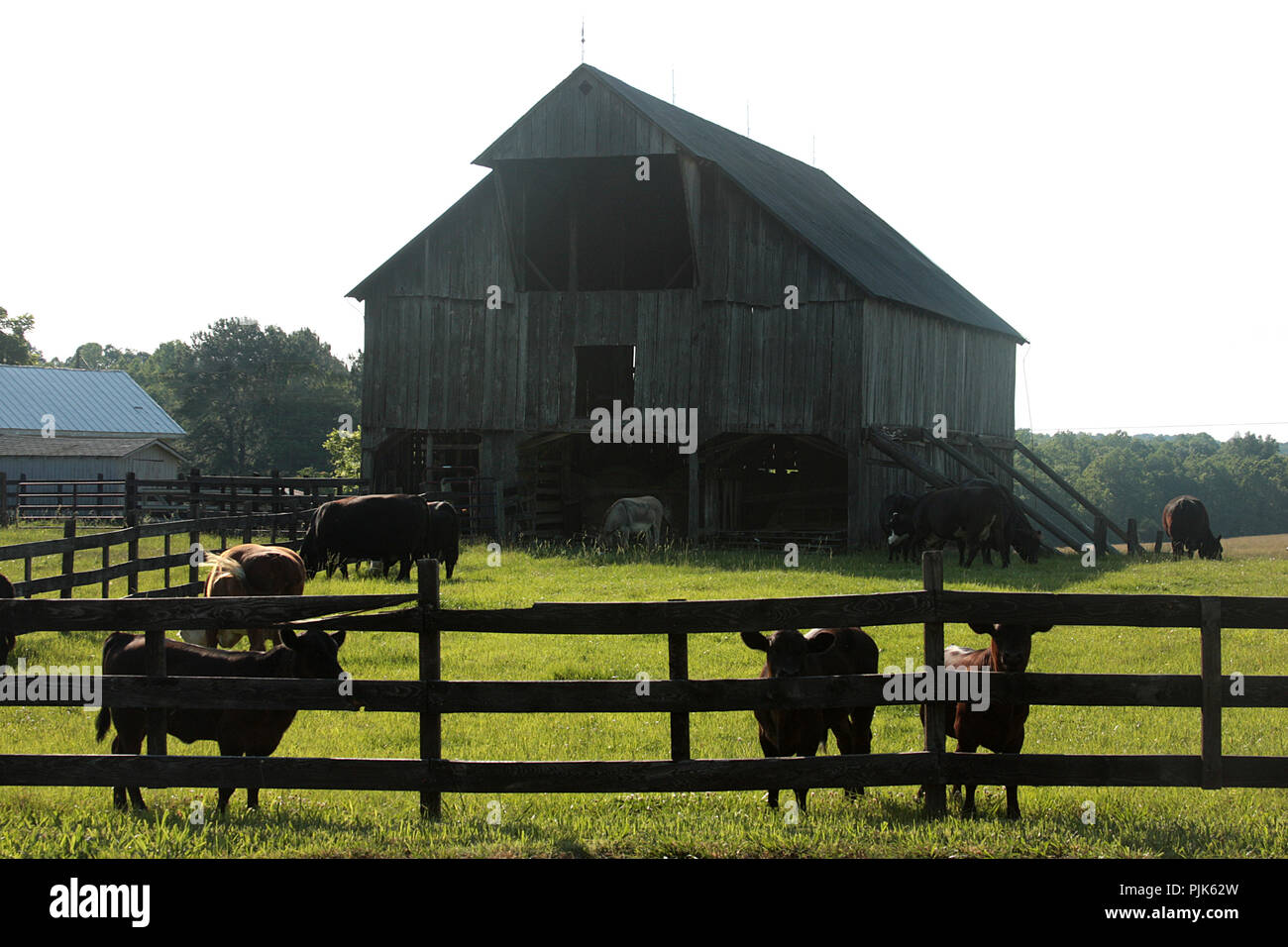 Cattle farm and barn Stock Photo - Alamy