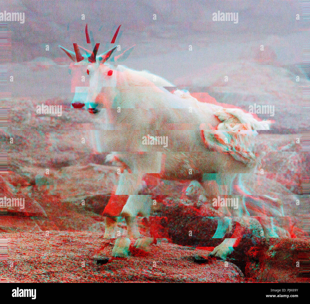 Screen goat hi-res stock photography and images - Alamy