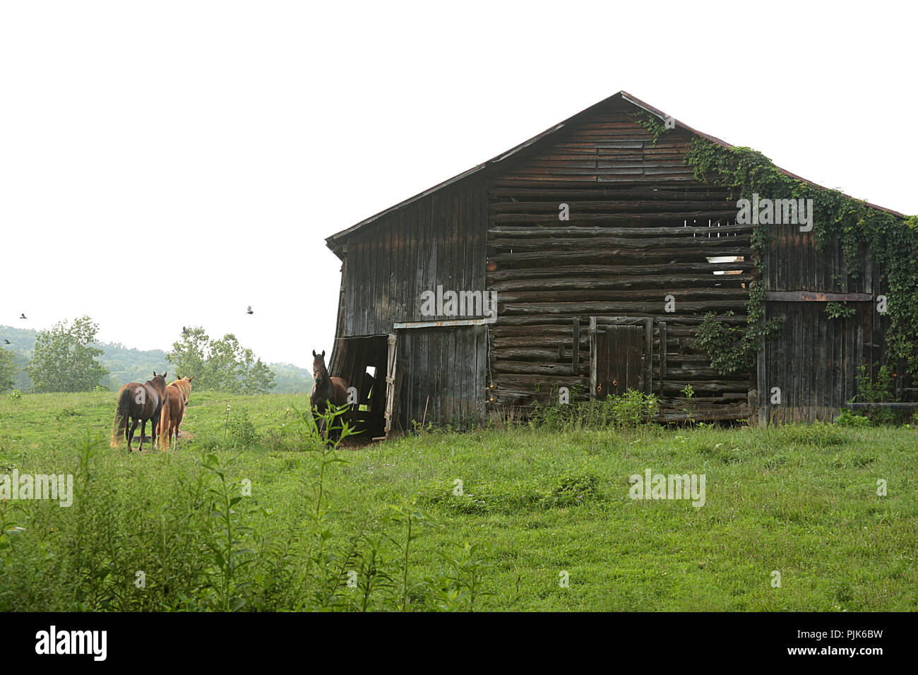 Virginia countryside horse usa hi-res stock photography and images - Alamy