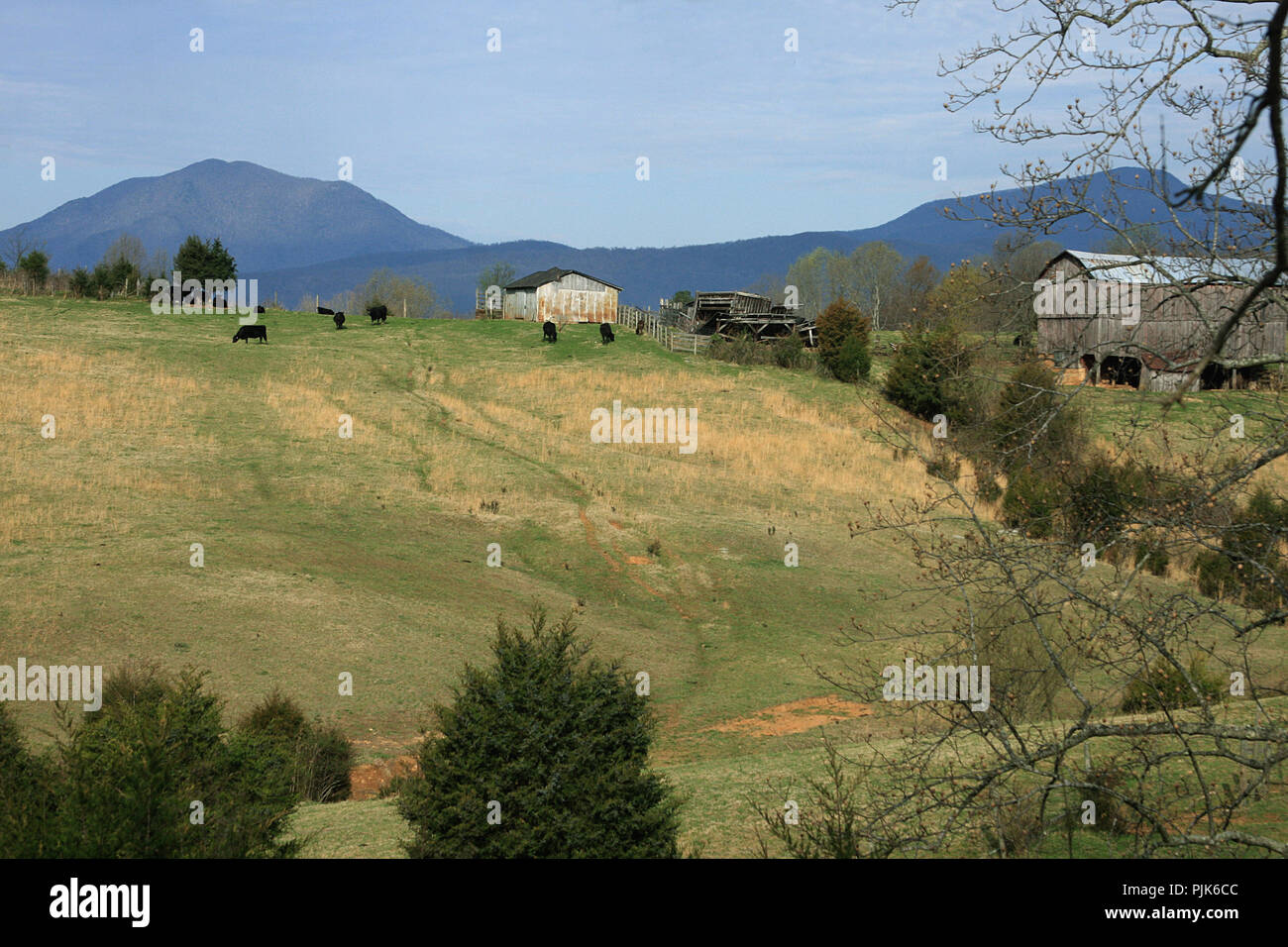 Cattle farm in Virginia's Blue Ridge Mountains, USA Stock Photo - Alamy