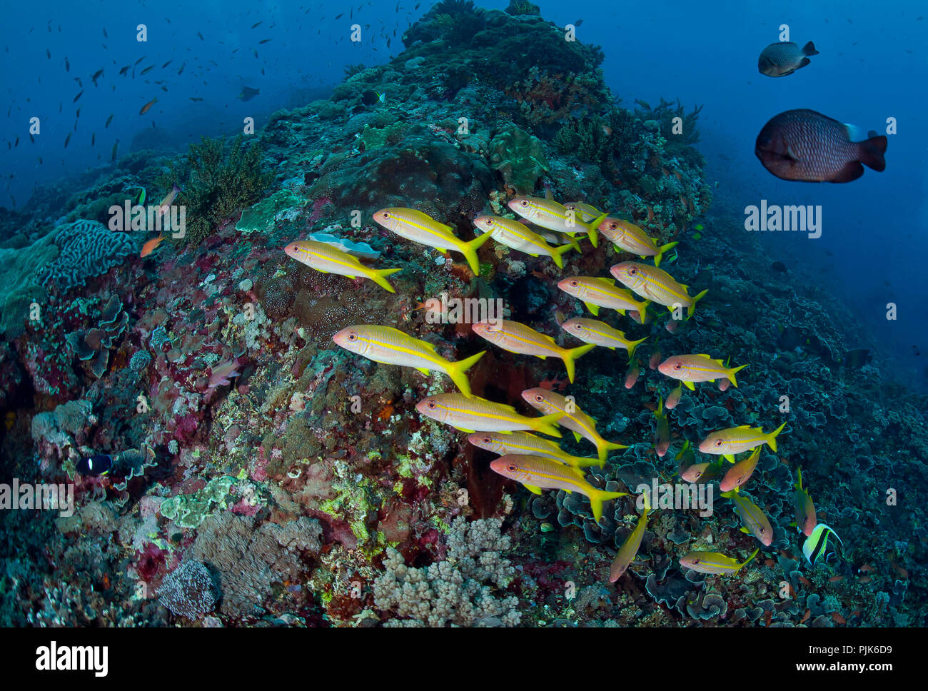 Swarm Yellow-banded Snapper (Ocyurus chrysurus), Nusa Penida, Nusa ...
