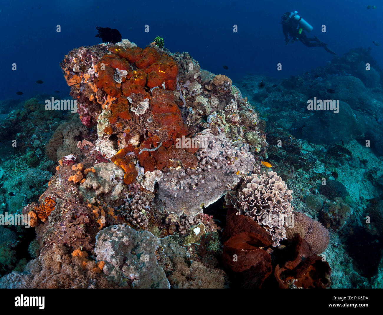 Coral block with red sponges and diver, Nusa Penida, Nusa Lembongan ...