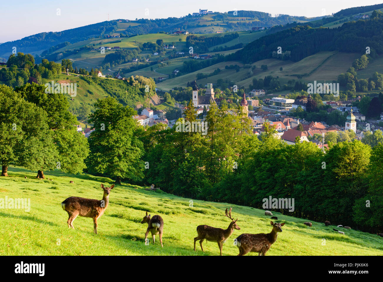 Fallow deer in zoo hi-res stock photography and images - Alamy