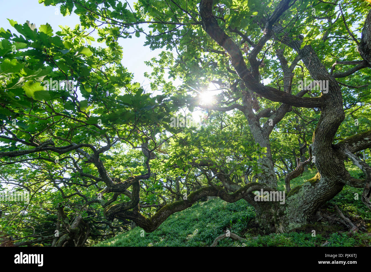 Bent trees hi-res stock photography and images - Alamy