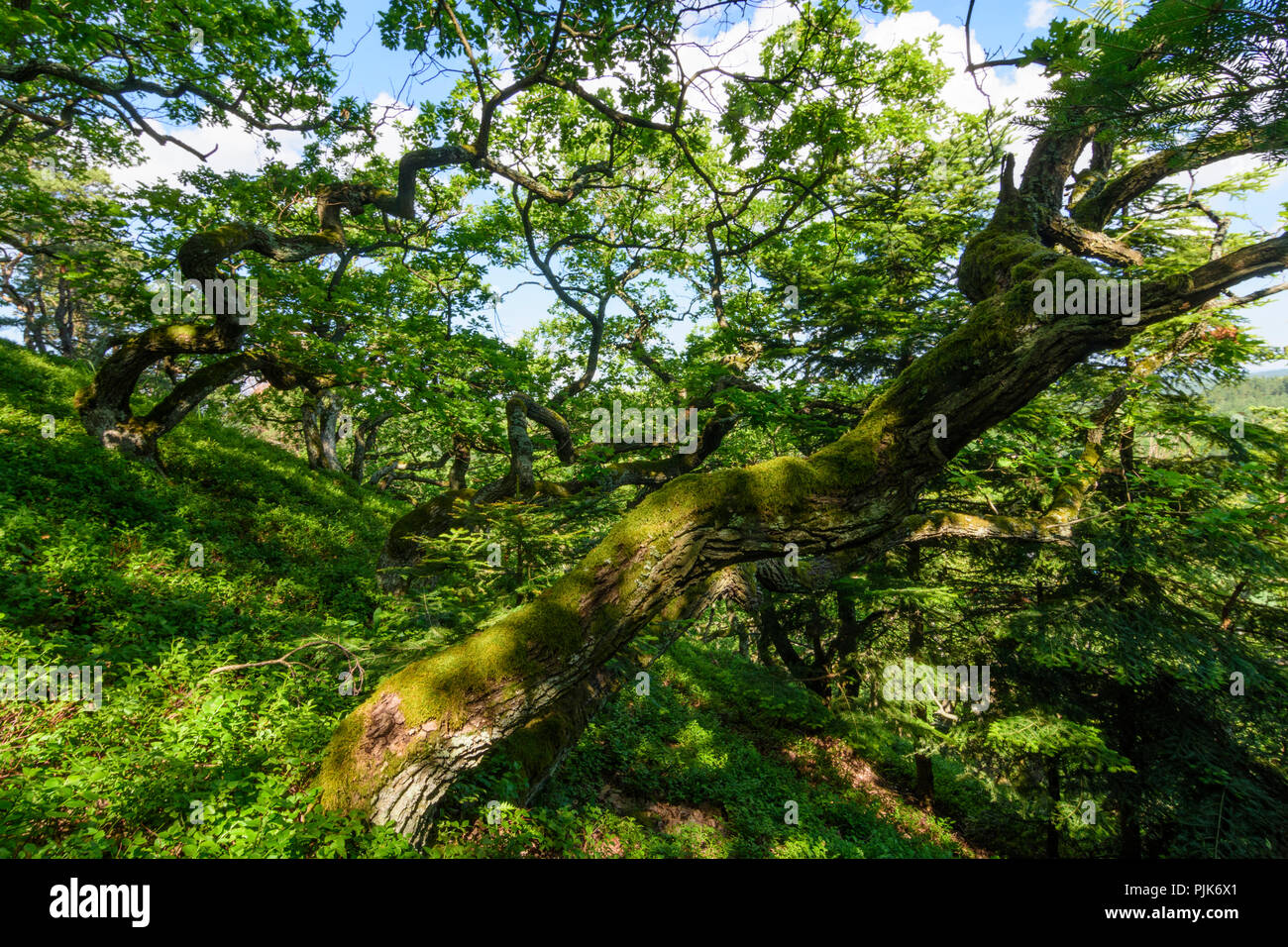 Bent oak hi-res stock photography and images - Alamy