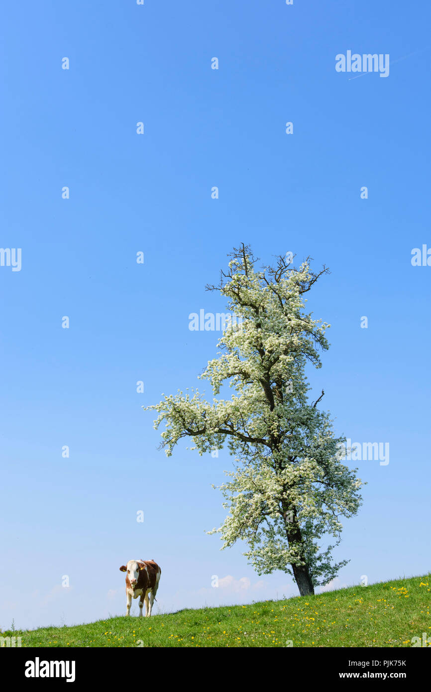 Biberbach, cows, blossoming pear trees, meadow in Austria, Lower ...