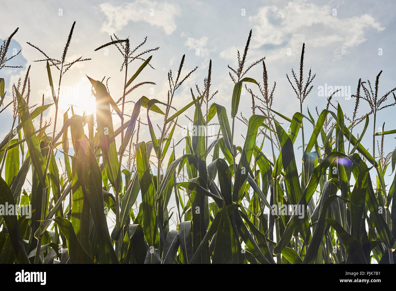 Pennsylvania lancaster corn hi-res stock photography and images - Alamy